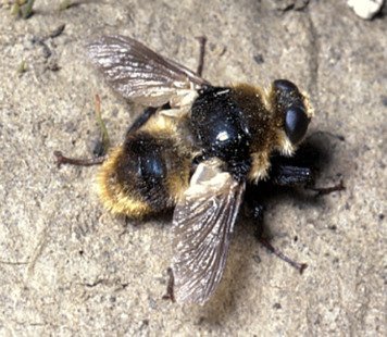 پل ایده‌آل پارس | استریده-هیپودرما بوویس