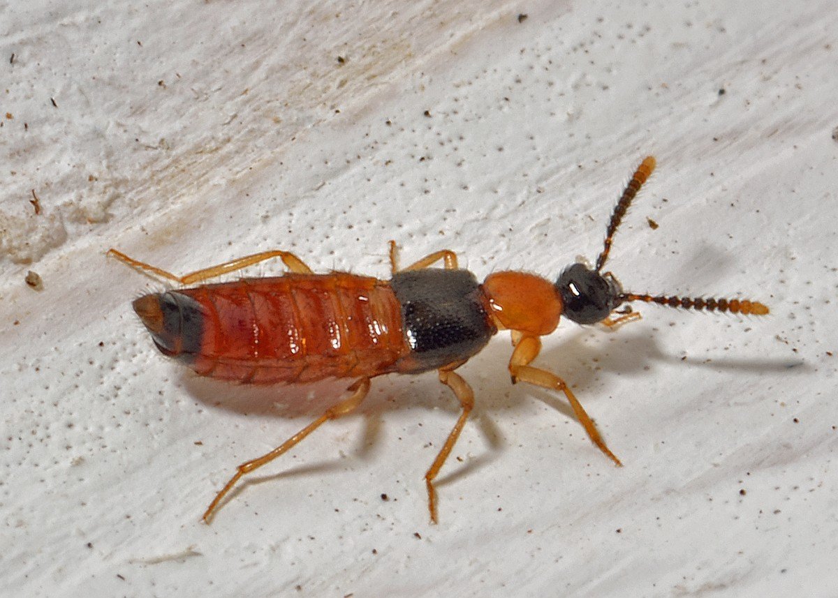 پل ایده‌آل پارس | پدروس