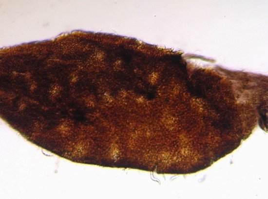 پل ایده‌آل پارس | پیدرای سیاه