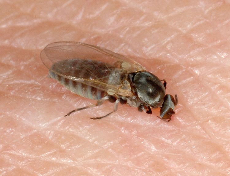 پل ایده‌آل پارس | سیمولیوم