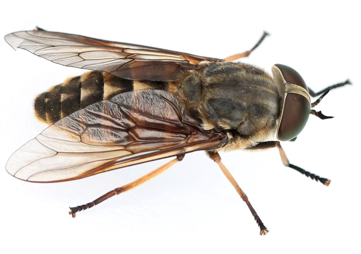 پل ایده‌آل پارس | تابانیده(مگس اسب و گوزن)