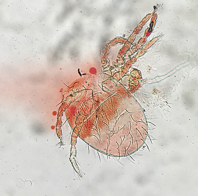 پل ایده‌آل پارس | جنس ترومبیکولا