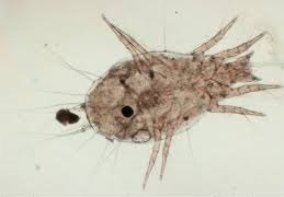 پل ایده‌آل پارس | جنس تیروفاگوس