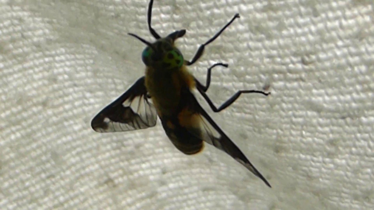 پل ایده‌آل پارس | کرایزوپس