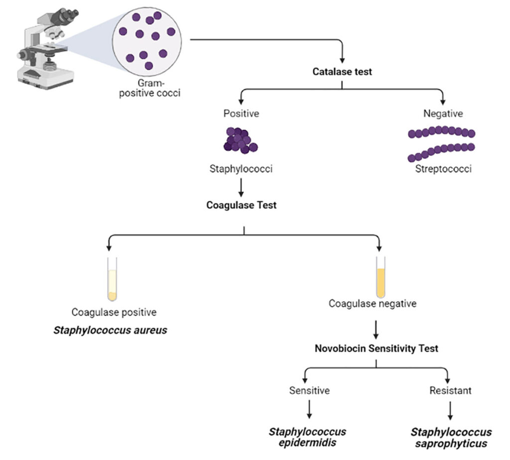 آشنایی با کوکسی گرم مثبت : کوکسی های گرم مثبت مهم در پزشکی کدامند ...