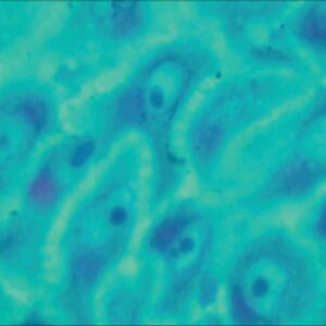 تکنیک رنگ آمیزی متیل گرین پیرونین Y برای DNA و RNA - مجله پل ایده‌آل پارس