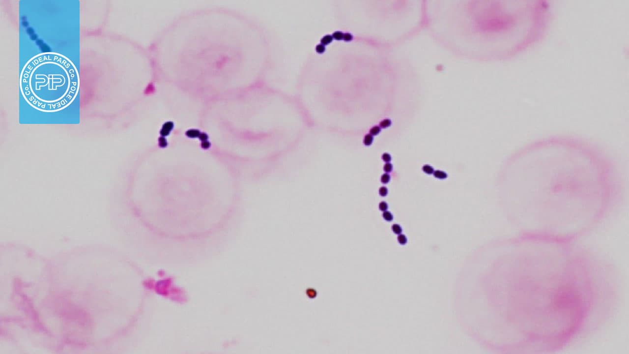 آشنایی بیشتر با استرپتوکوک ویریدانس و نحوه تشخیص آن در آزمایشگاه - مجله پل ایده‌آل پارس