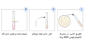 محیط کشت لاکتوباسیلوس MRS براث: اصول و نحوه استفاده - مجله پل ایده‌آل پارس