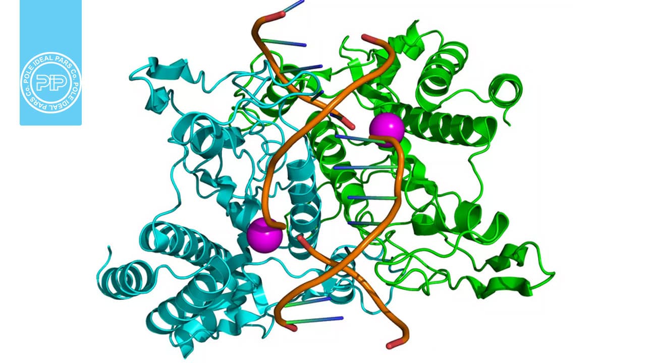 Restriction Enzymes Bioninja At Madison Hales Blog