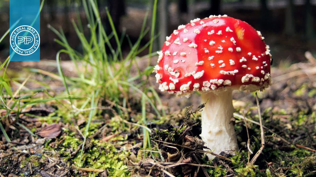 پروتئین تک سلولی (SCP): استفاده از میکروارگانیسم‌ها برای تولید پروتئین ...