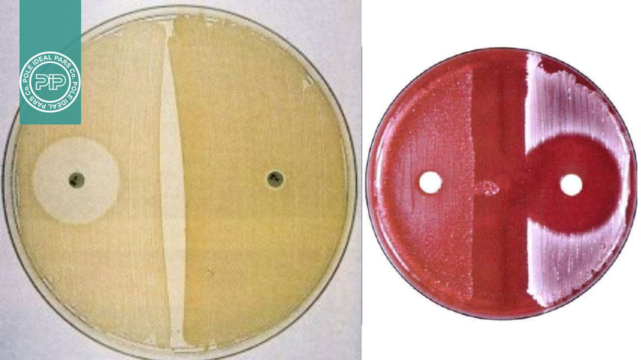 تست حساسیت نووبیوسین: اصول، روش و نتایج - مجله پل ایده‌آل پارس
