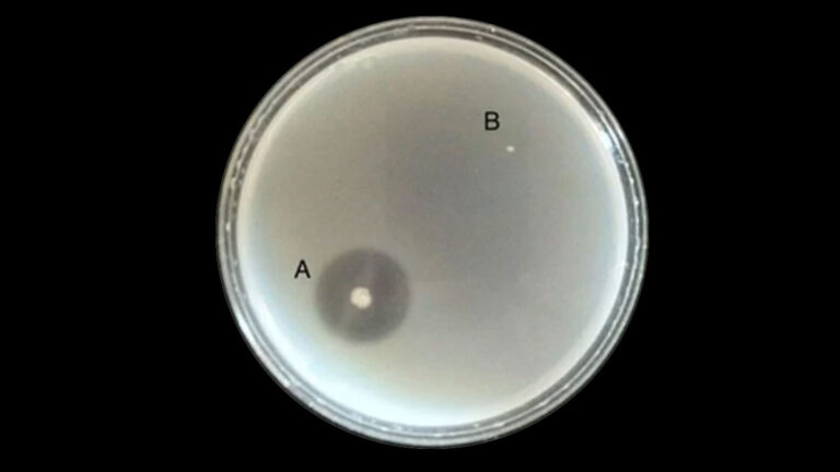 آزمایش هیدرولیز ژلاتین : اصول، روش و نتایج مورد نظر - مجله پل ایده‌آل پارس