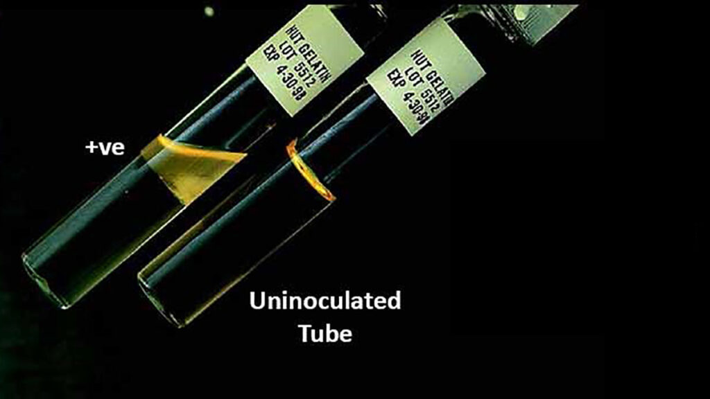 آزمایش هیدرولیز ژلاتین : اصول، روش و نتایج مورد نظر - مجله پل ایده‌آل پارس