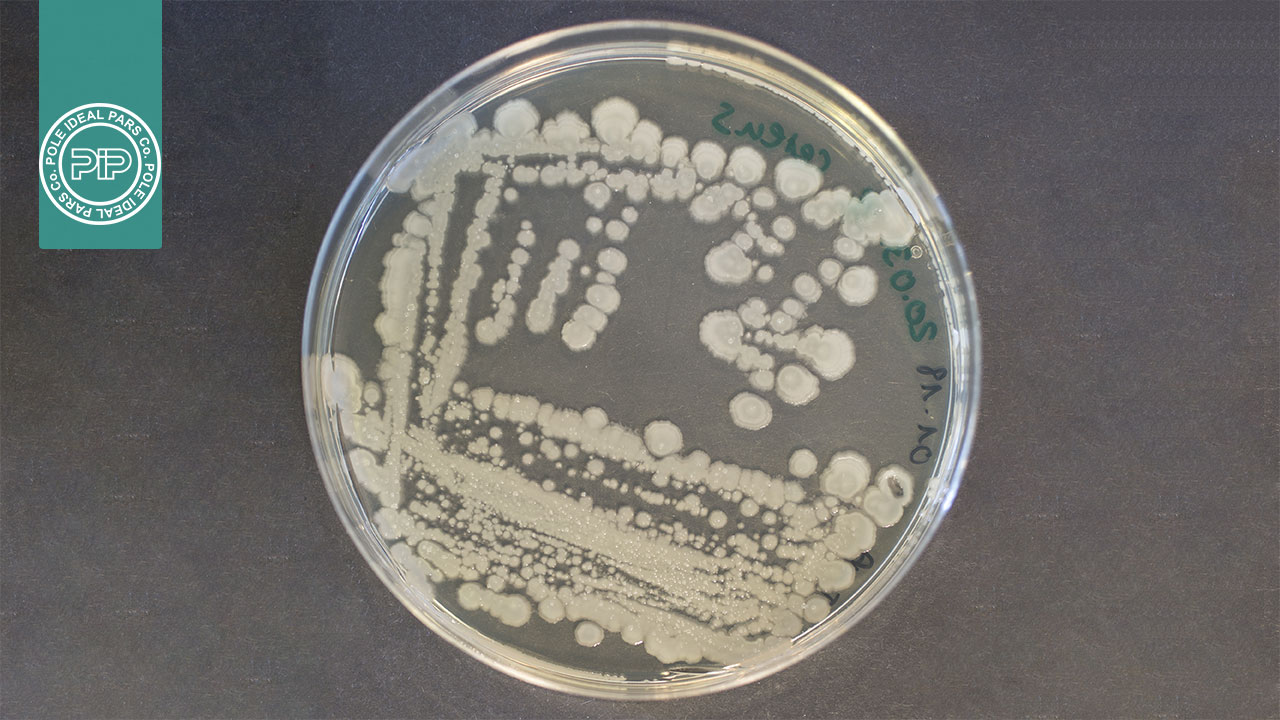 آزمایش‌های بیوشیمیایی برای شناسایی Bacillus cereus - مجله پل ایده‌آل پارس