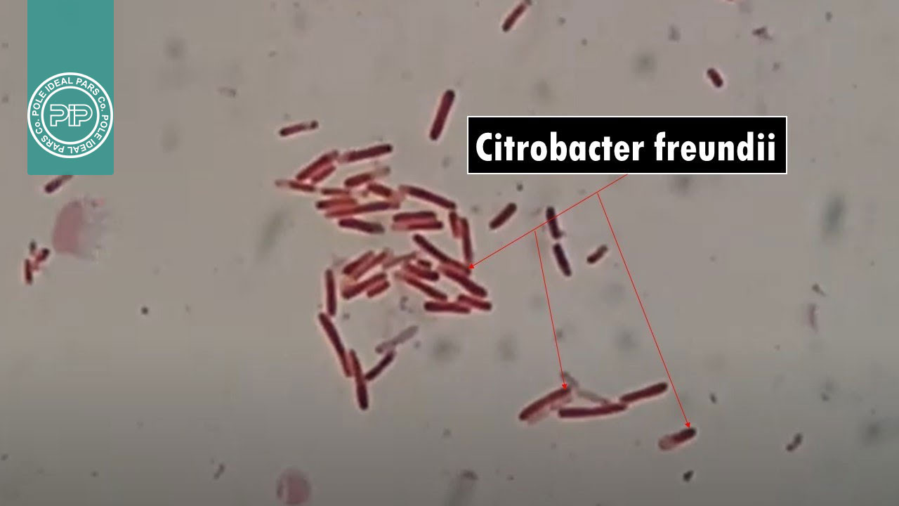 آزمایش‌های بیوشیمیایی Citrobacter freundii - مجله پل ایده‌آل پارس