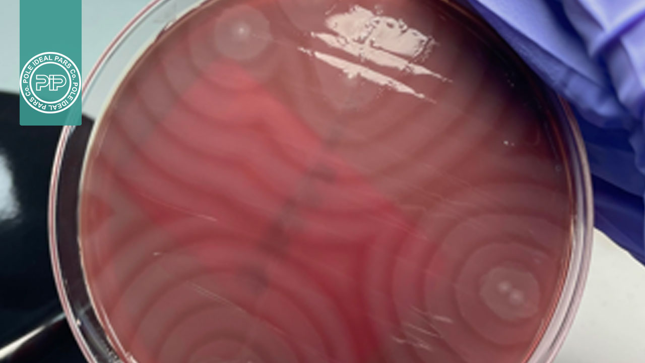 آزمایش‌های بیوشیمیایی Proteus mirabilis - مجله پل ایده‌آل پارس