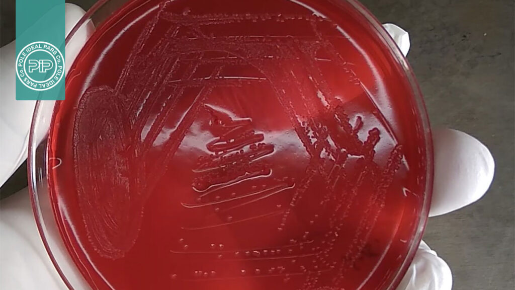 آزمایش‌های بیوشیمیایی Streptococcus agalactia - مجله پل ایده‌آل پارس