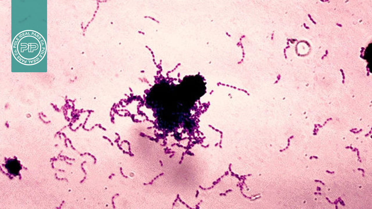 آزمایش‌های بیوشیمیایی Streptococcus mutans - مجله پل ایده‌آل پارس