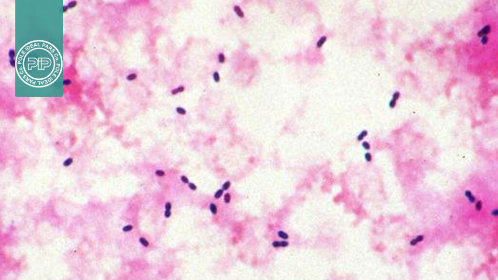 آزمایش‌های بیوشیمیایی Bacillus anthracis - مجله پل ایده‌آل پارس